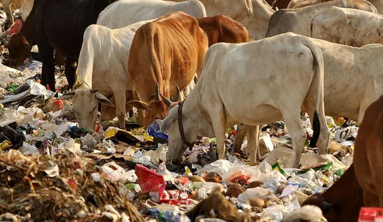 Urgent Need Funds For Save The Cows : Please Donate For Cows - Ketto