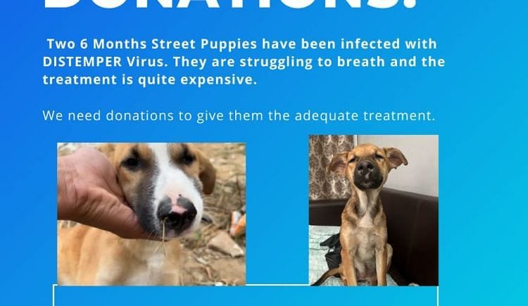 Can Humans Get Distemper From Puppies